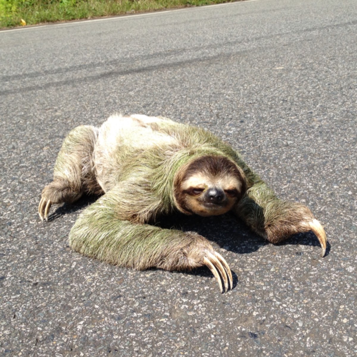 Brown-throated Three-toed sloth | Project Noah