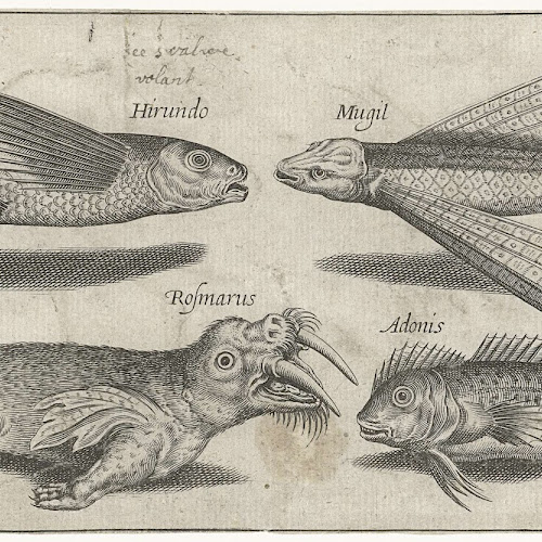 Vliegende knorhaan, lompje, slijmvis en een walrus, Pierre Firens ...