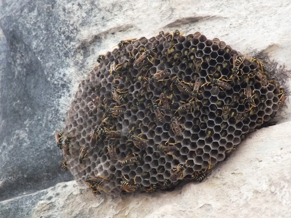 Large Paper Wasp | Project Noah