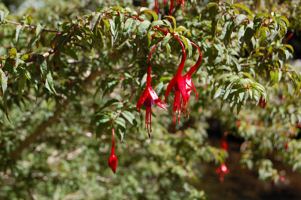 Chilco | Project Noah