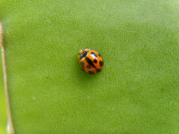 Variable Ladybird [Common Australian Lady Beetle] | Project Noah