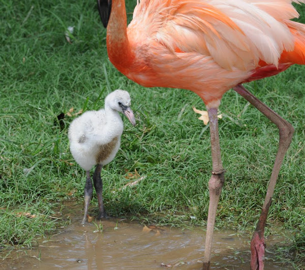 Caribbean flamingo (chick) | Project Noah