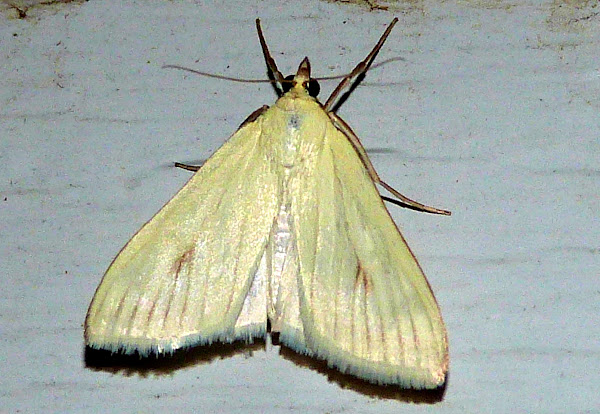 Carrot Seed Moth | Project Noah