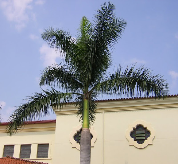 Palmera real, roystonea regia | Project Noah