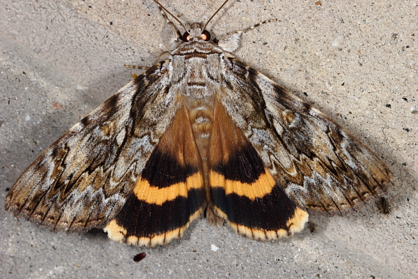 Yellow-Banded Underwing | Project Noah