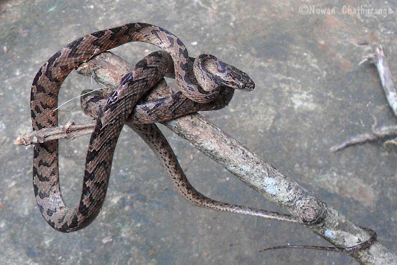 Sri Lanka cat snake | Project Noah