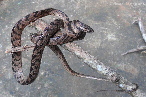 Sri Lanka cat snake | Project Noah