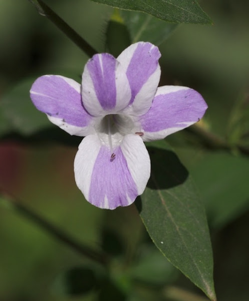 Striped Philippine Violet | Project Noah