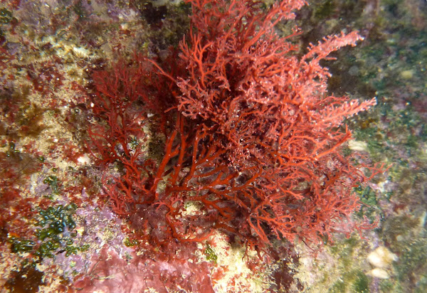 Alga roja | Project Noah