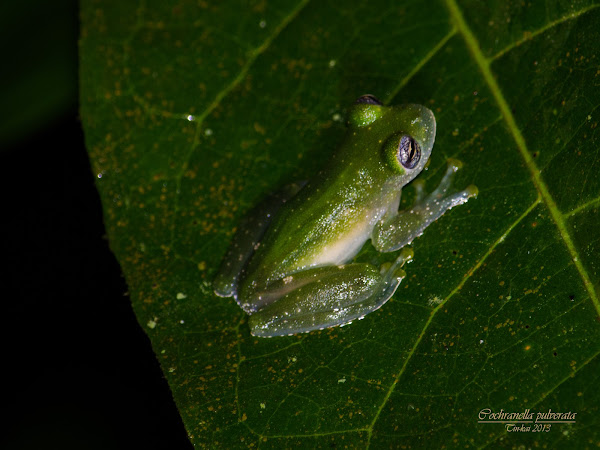 Powdered Glass Frog | Project Noah