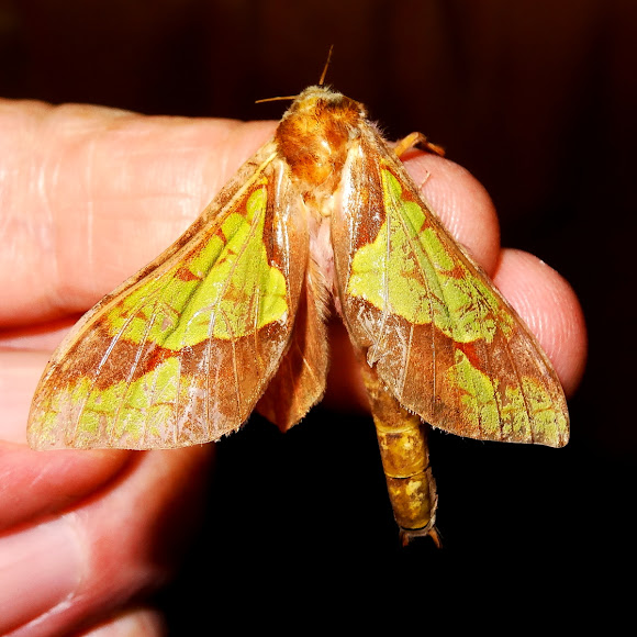 Splendid ghost moth (♀) | Project Noah