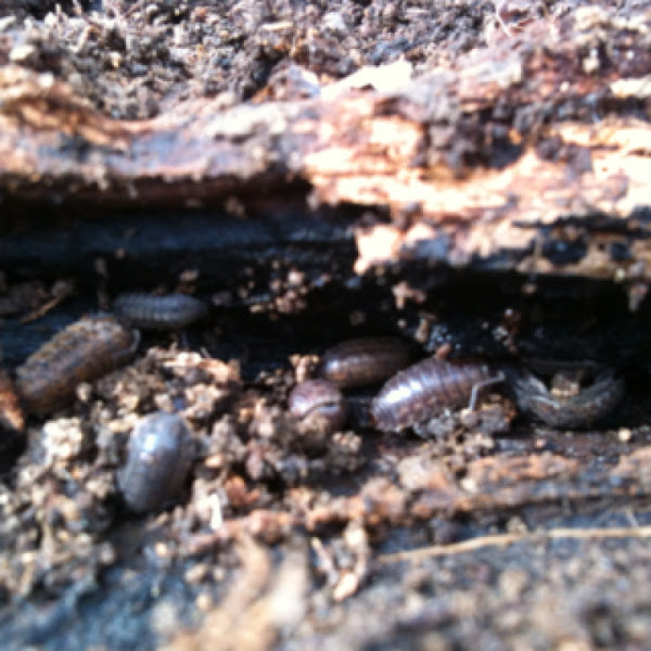 Roly poly | Project Noah