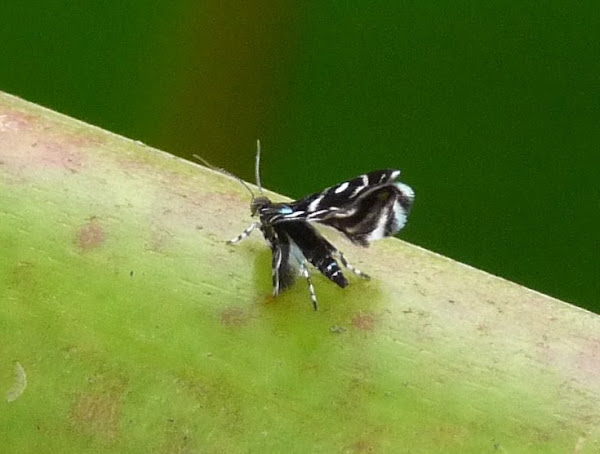 Metalmark Moth | Project Noah