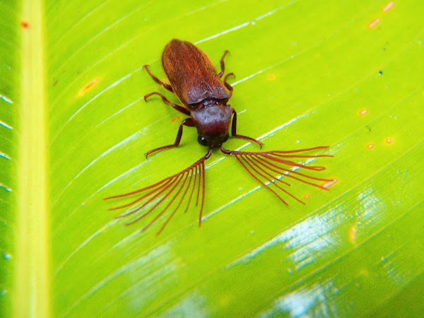 Callirhipidae Beetle | Project Noah