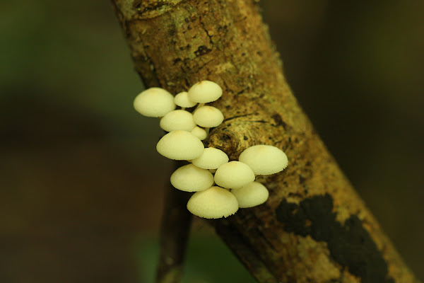 Filoboletus mushroom | Project Noah