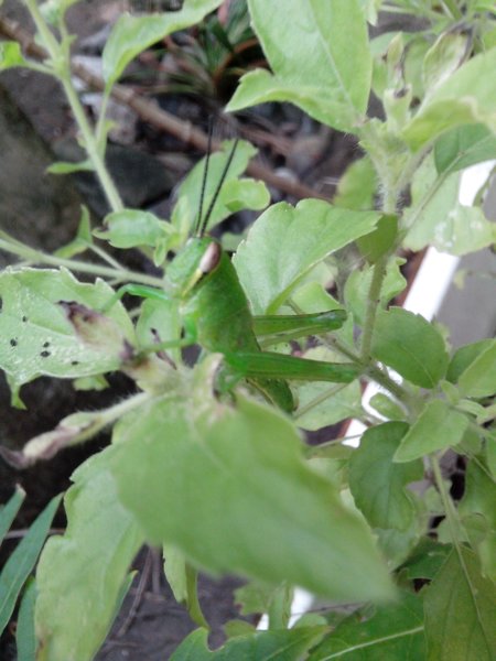 Green locust, black antennae | Project Noah