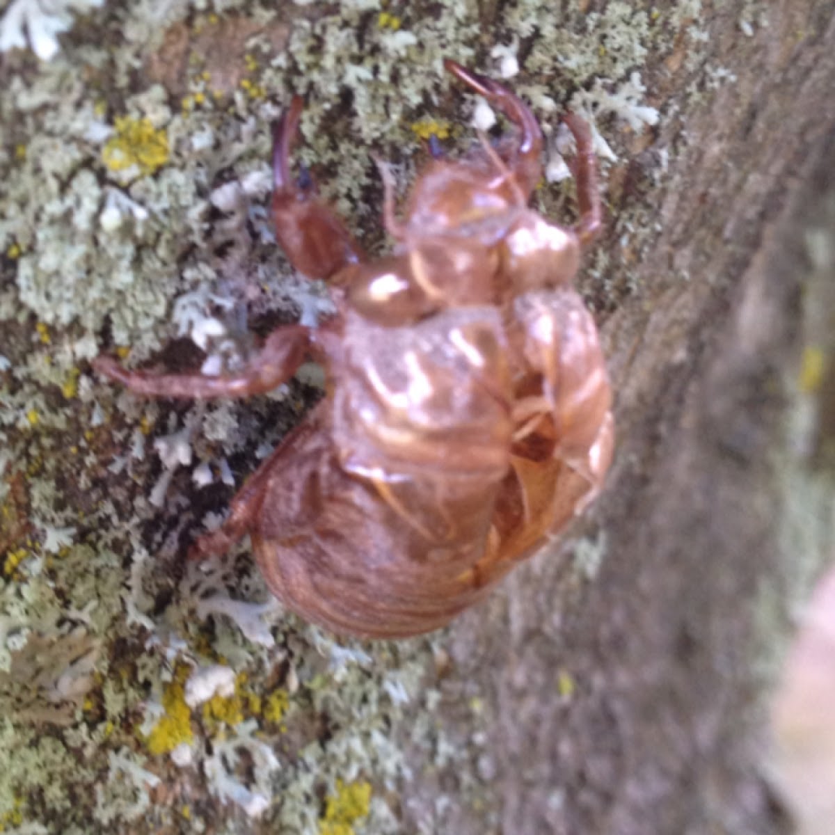 Cicada (exoskeleton) | Project Noah