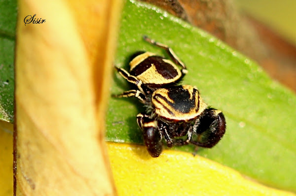 Wasp mimicking jumping spider | Project Noah