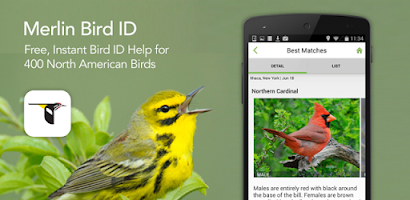 Merlin Bird ID by Cornell Lab of Ornithology - Android app on AppBrain
