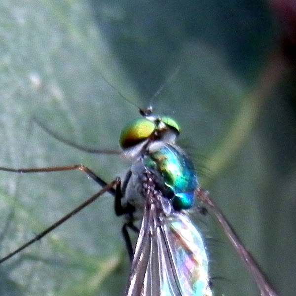 long-legged fly - male | Project Noah