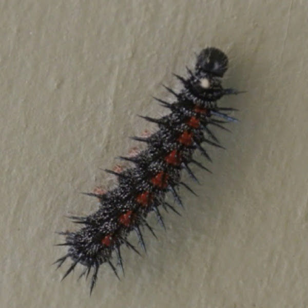 Spiny Elm Caterpillar | Project Noah
