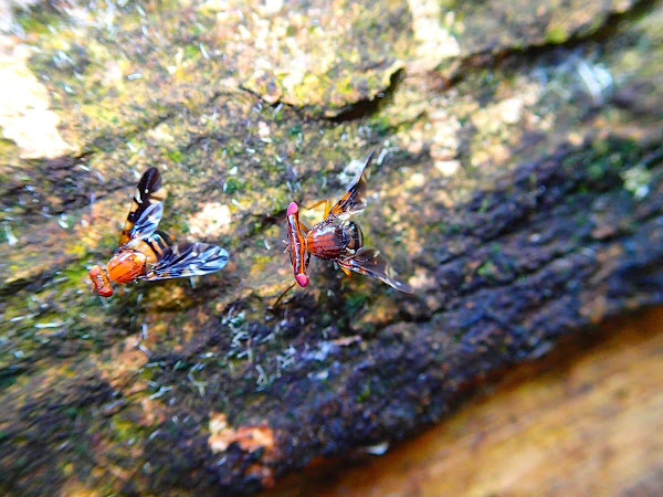 Hammerhead Fruit Fly | Project Noah