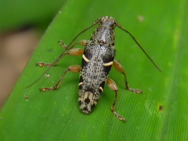 flat-faced longhorn beetle | Project Noah