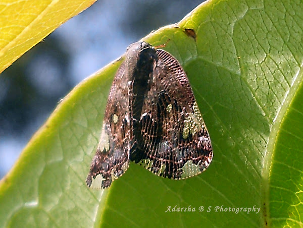 Ricaniid planthopper | Project Noah