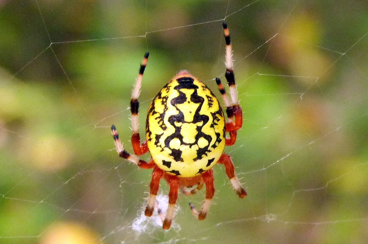 Marbled Orb Weaver Spider | Project Noah