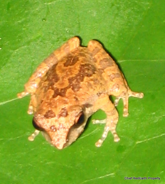 Indian Tree Frog, Chunam tree frog, Himalayan tree frog | Project Noah