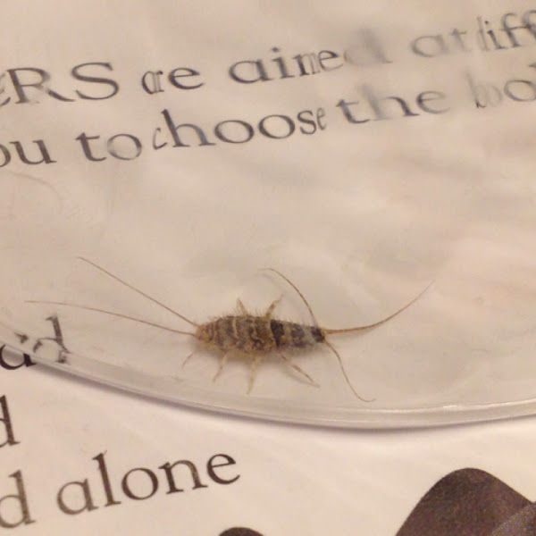 Silverfish | Project Noah