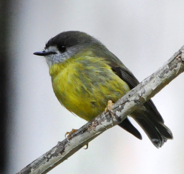 Pale Yellow Robin | Project Noah