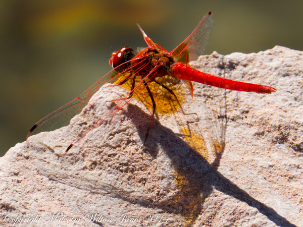 Orange-winged Dropwing | Project Noah