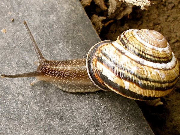 Striped Snail | Project Noah