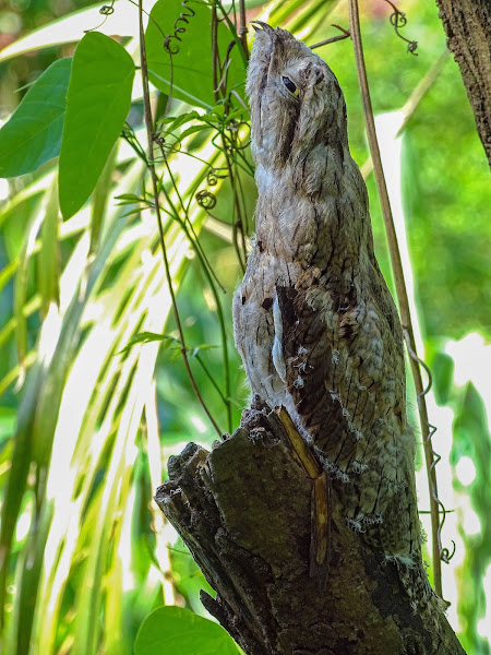 Common Potoo | Project Noah