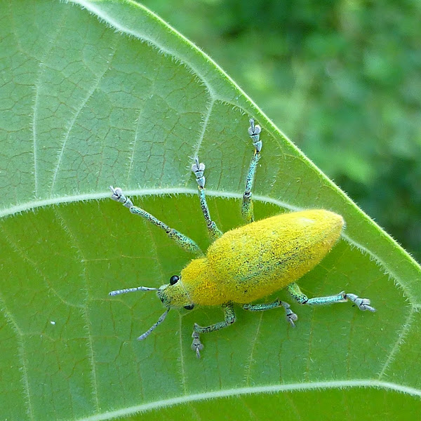 Golden Glitter/Gold Dust Weevil | Project Noah