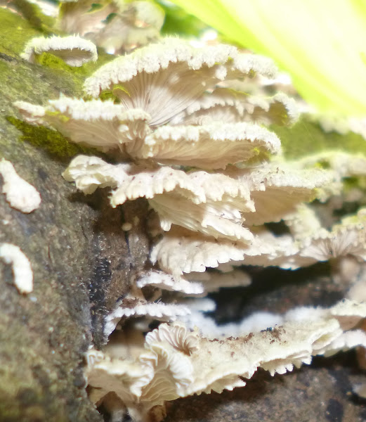 Split-Gill Fungus | Project Noah