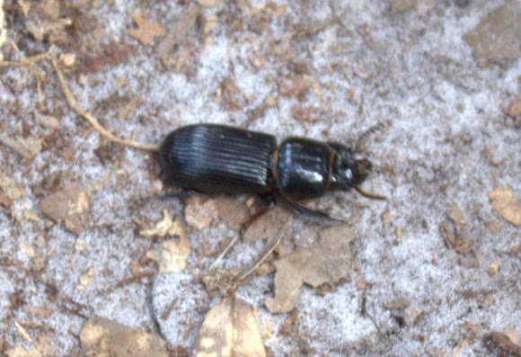 Horned Passalus Beetle | Project Noah