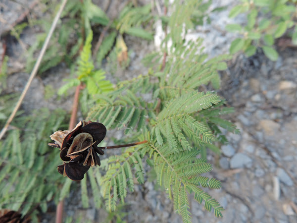 Bundleflower Seed | Project Noah