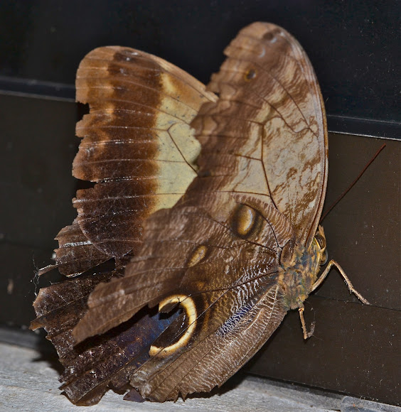 Pale Owl Butterfly | Project Noah