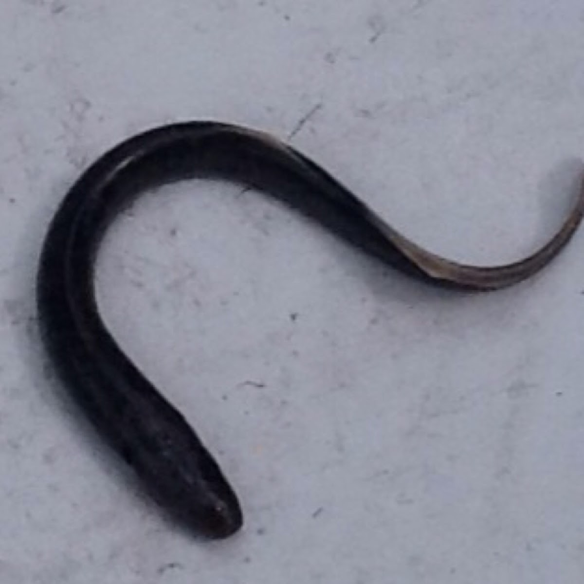 American eel | Project Noah