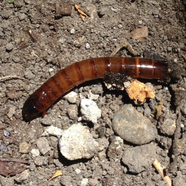 Darkling beetle (larva) | Project Noah