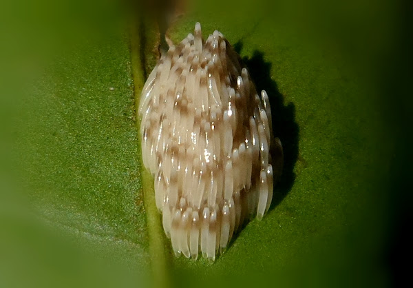 Fly eggs | Project Noah