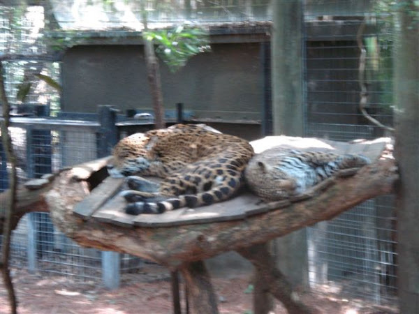 Jaguar | Project Noah