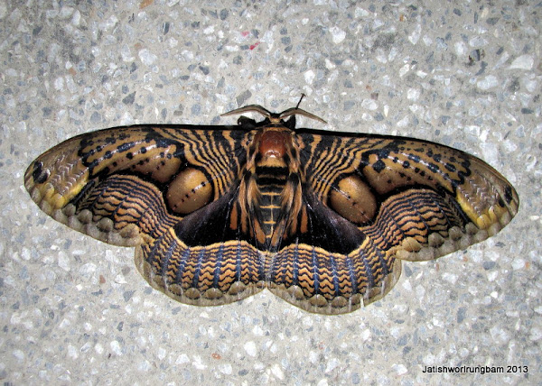 Brahmin moths (Family: Brahmaeidae) | Project Noah