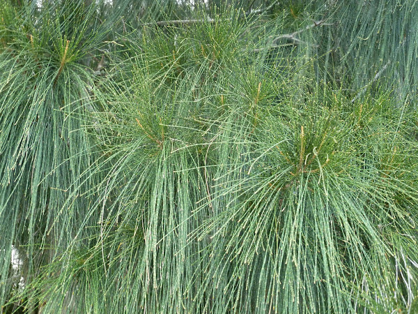 Australian Pine | Project Noah