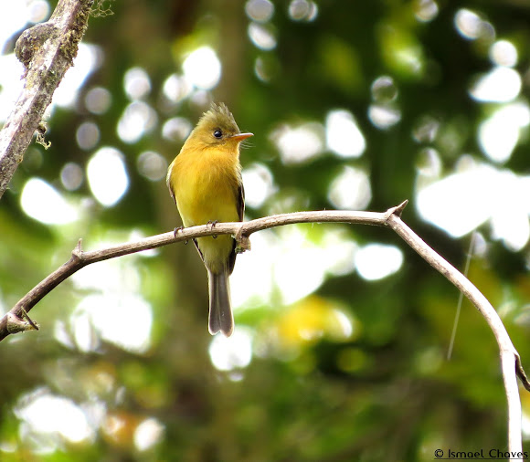 Northern Tufted Flycatcher | Project Noah