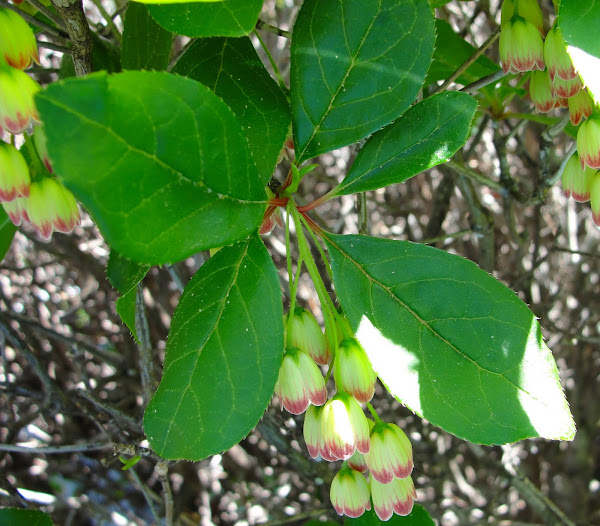 Unknown Shrub | Project Noah