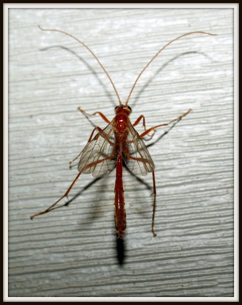 Short-Tailed Ichneumon Wasp | Project Noah