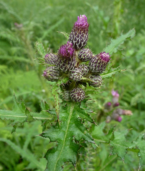 Marsh Thistle | Project Noah